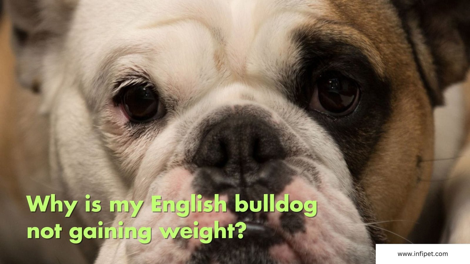 Why is My English Bulldog not Gaining Weight?