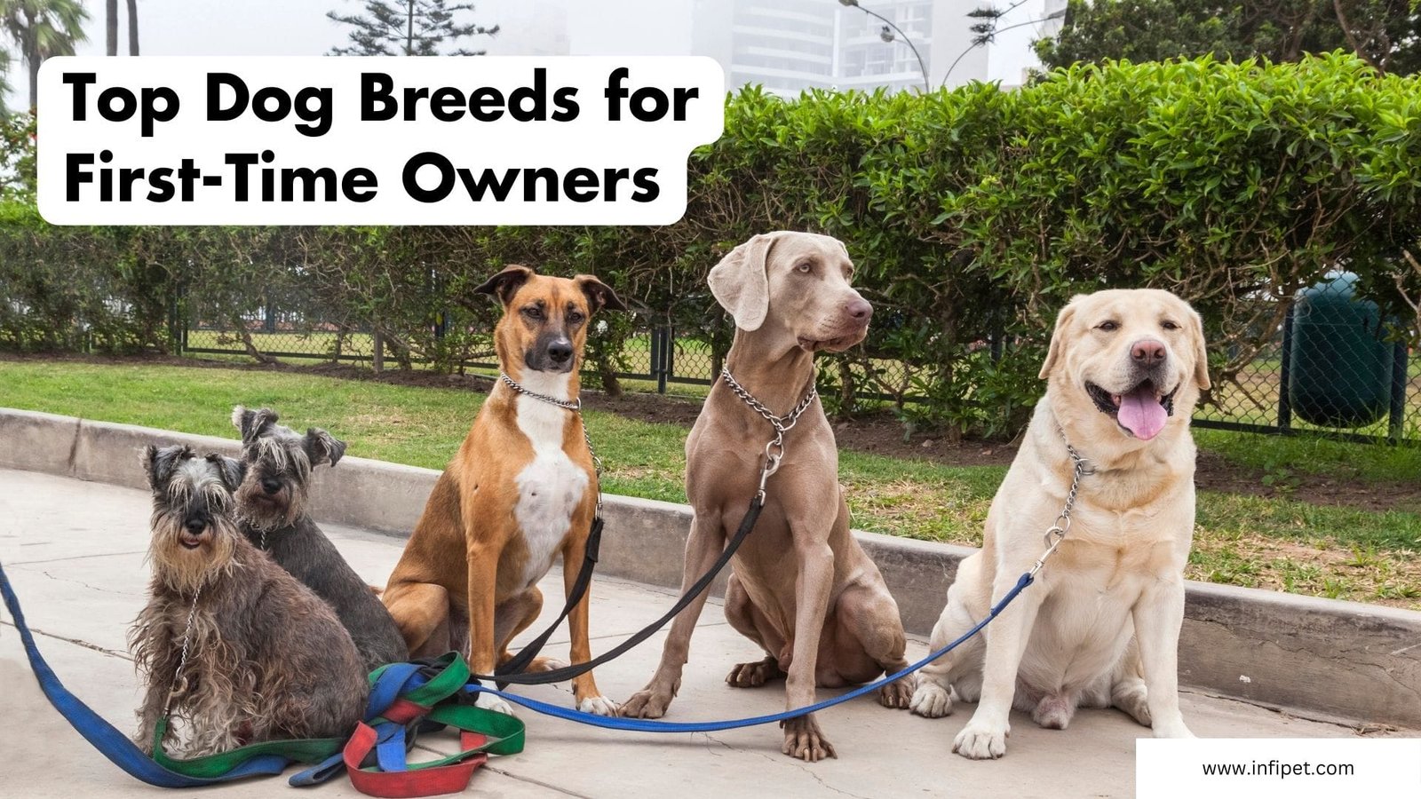 Top 10 Dog Breeds for First-Time Owners: All in One Guide