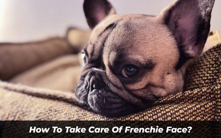 How to Take Care of French Bulldog's Face? (For Beginners)