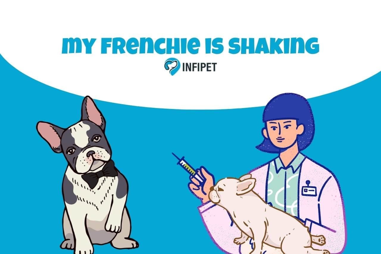 My Frenchie is Shaking - (Causes and Remedies)