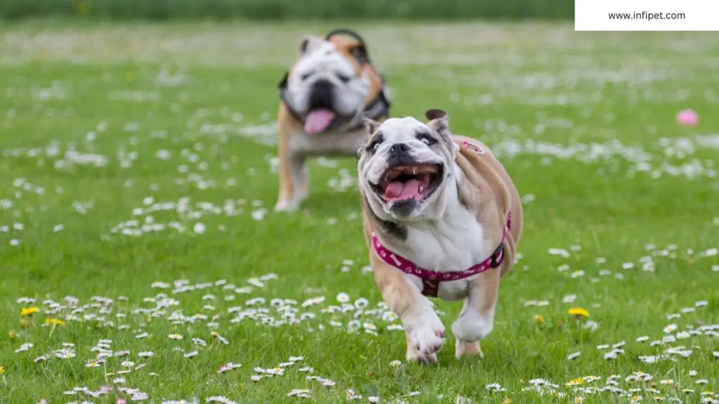 Understanding and Managing Aggressive Bulldog Behavior Understanding and Managing Aggressive Bulldog Behavior